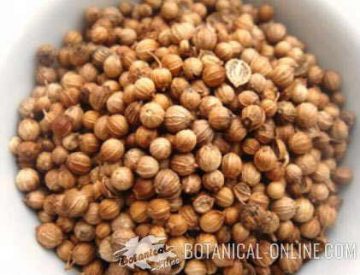 Propiedades del coriandro – Botanical-online