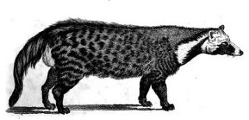 Cría de la civeta – Botanical-online