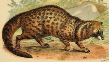 Cría de la civeta – Botanical-online