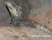 Características del clamidosaurio de King – Botanical-online