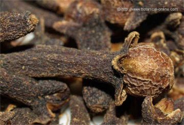 Foto de clavo (Syzygium aromaticum) – Botanical-online
