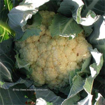 Foto de coliflor – Botanical-online
