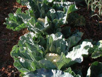 El cultivo de la coliflor – Botanical-online