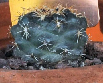 Coryphantha pycnacantha – Botanical-online