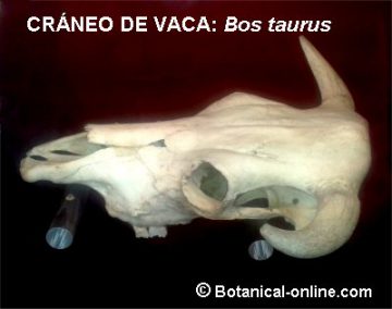 Características de la vaca – Botanical-online