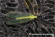 Características de la crisopa – Botanical-online