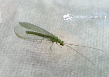 Características de la crisopa – Botanical-online