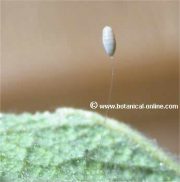 Características de la crisopa – Botanical-online