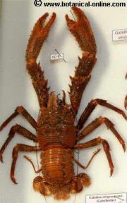 Características de los crustáceos – Botanical-online