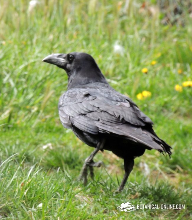 Alimentación de los mamíferos – Botanical-online