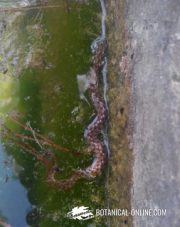 ¿Dónde vive la culebra viperina? – Botanical-online