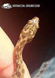 Características de la culebra viperina – Botanical-online