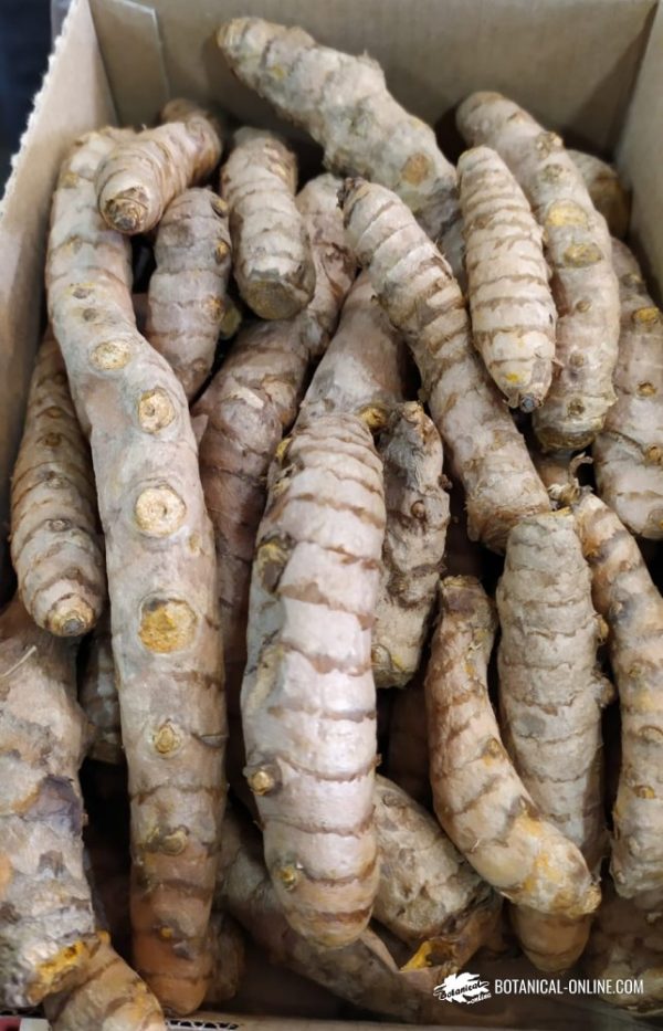 Cúrcuma, especia aromática – Botanical-online