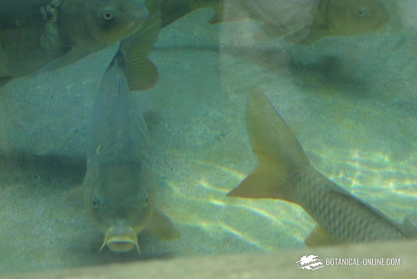 Características de la carpa – Botanical-online
