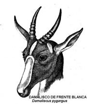 Damalisco en otros idiomas – Botanical-online