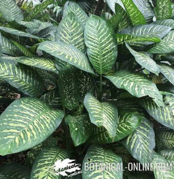 Cultivo y cuidados de la dieffenbachia – Botanical-online