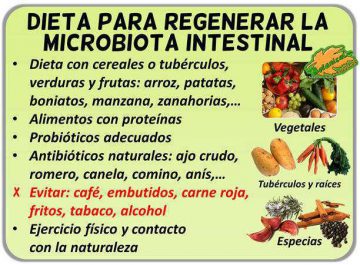 Dieta para regenerar la flora intestinal dañada – Botanical-online
