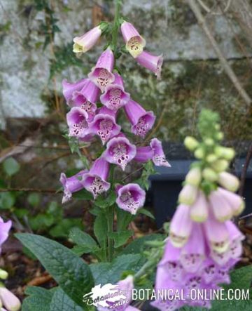 Propiedades de la planta digital en medicina natural – Botanical-online