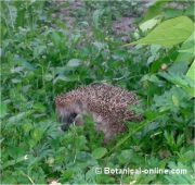 Características del erizo común – Botanical-online