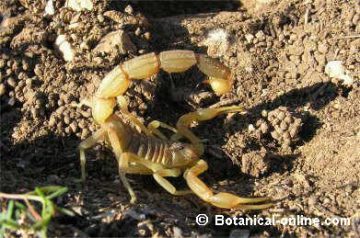 Características del escorpión amarillo – Botanical-online