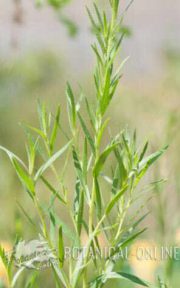 Estragón, hierba aromática – Botanical-online