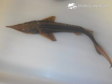 Características del esturión común – Botanical-online