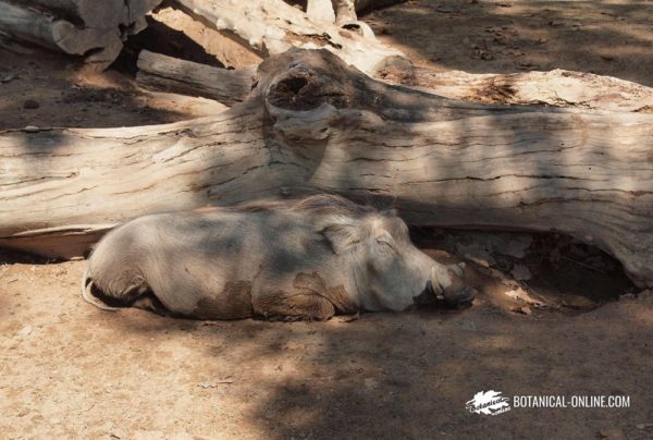 Características de los himenópteros – Botanical-online