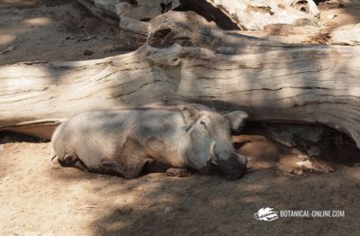 Características del facóquero común – Botanical-online