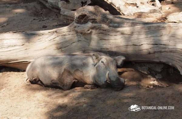 Características de las efímeras – Botanical-online