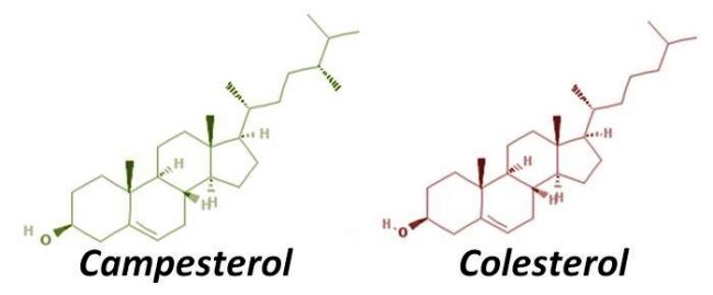 Propiedades de los fitoesteroles en los alimentos vegetales – Botanical ...