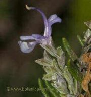 Tipos de flores – Botanical-online