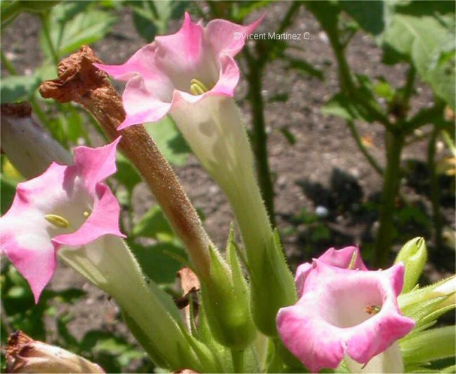 Foto de flores de tabaco – Botanical-online