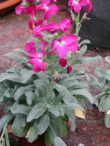 Cultivo del alhelí – Botanical-online