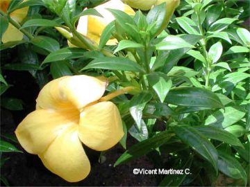 Cultivo de la allamanda – Botanical-online