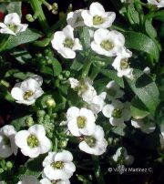 Cultivo del aliso – Botanical-online