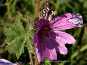 Foto de malva – Botanical-online