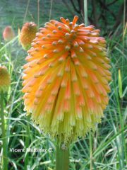 Cultivo de Kniphofia – Botanical-online