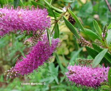 Cultivo de verónica – Botanical-online