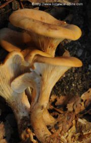 Propiedades de Clitocybe inversa – Botanical-online