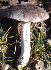 Carracterísticas y propiedades del fredolic o negrilla – Botanical-online