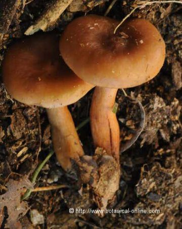 Toxicidad del Lactarius decipiens o lactario amargo – Botanical-online