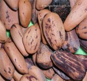 Foto de piñones – Botanical-online