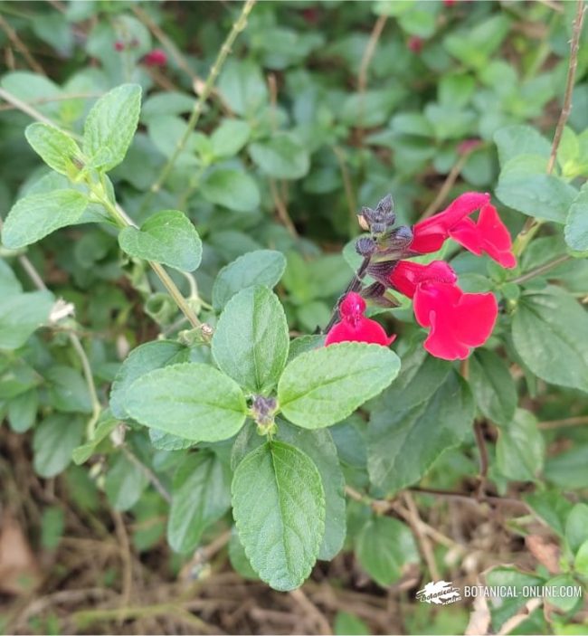 Propiedades del boldo – Botanical-online