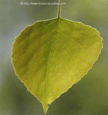 Detalle del envés de una hoja – Botanical-online