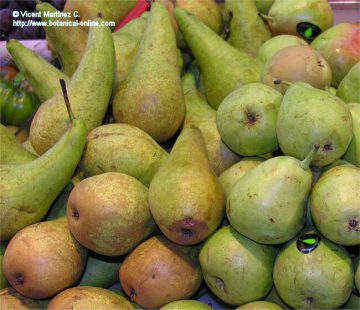 Foto de peras – Botanical-online