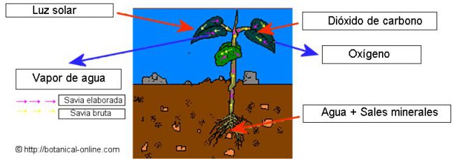 Tipos de reproducción en los insectos – Botanical-online