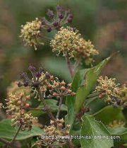 Hedera helix – hiedra – Botanical-online