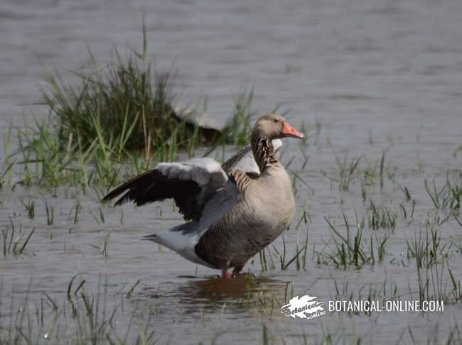 Características de las polillas – Botanical-online