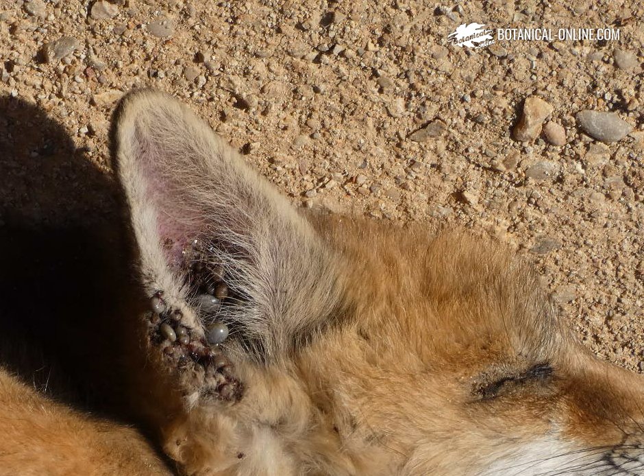 Parásitos de los animales – Botanical-online