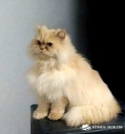 Características del gato doméstico – Botanical-online